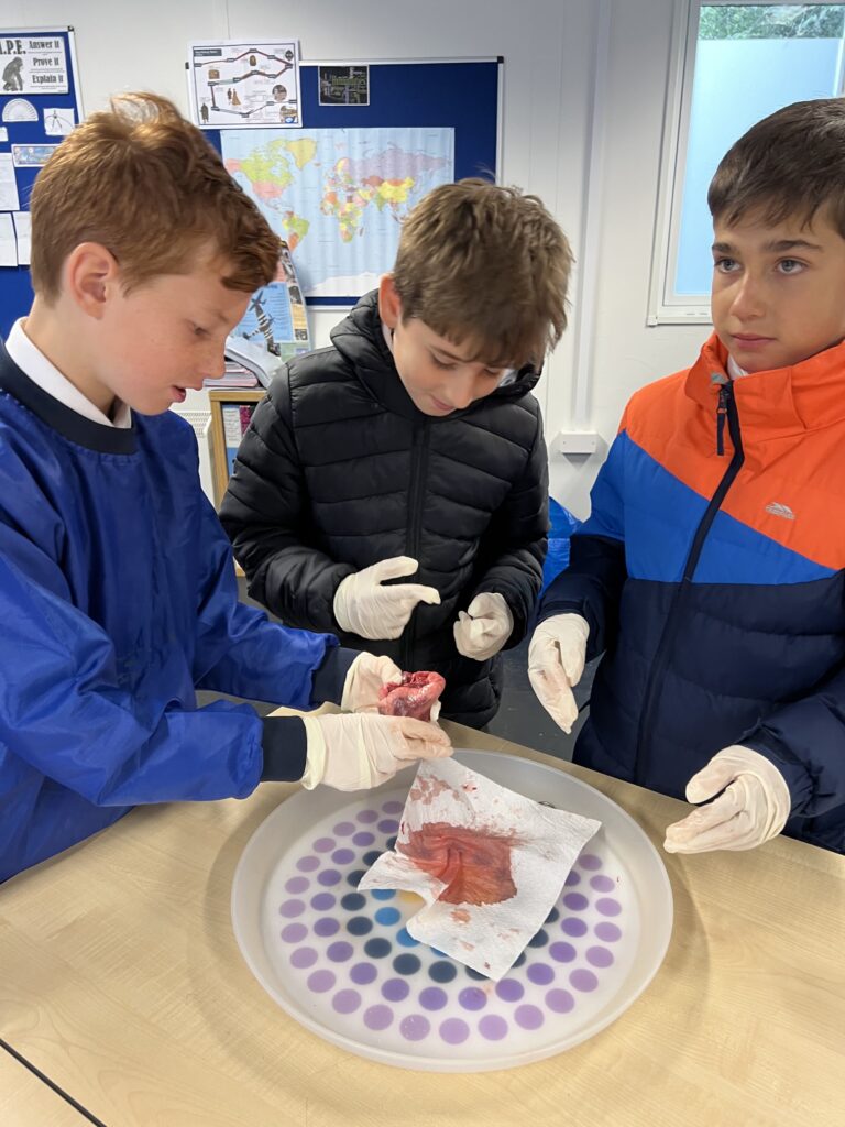 Year 6 Heart Dissection - St David's Prep